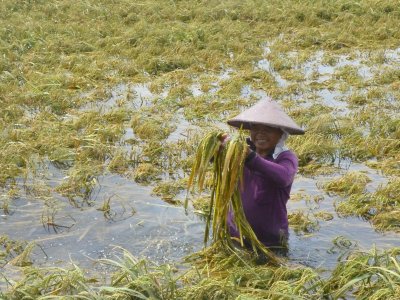 TANAMAN PADI GAGAL PANEN | ANTARA Foto