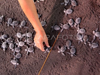 TELUR PENYU MENETAS DI PANTAI BOOM | ANTARA Foto