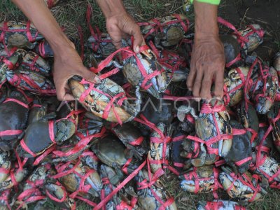 BUDIDAYA KEPITING BAKAU | ANTARA Foto