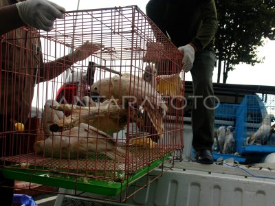 KASUS PERDAGANGAN SATWA BURUNG DILINDUNGI | ANTARA Foto