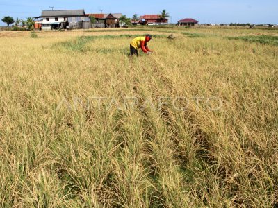 PETANI GAGAL PANEN AKIBAT KEMARAU | ANTARA Foto