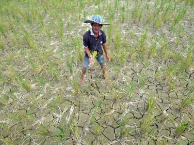 SAWAH GAGAL PANEN | ANTARA Foto