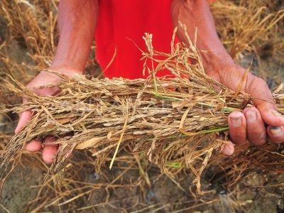 RIBUAN HEKTARE TANAMAN PADI GAGAL PANEN DI KUDUS | ANTARA Foto