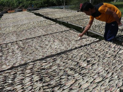 PRODUKSI IKAN ASIN | ANTARA Foto