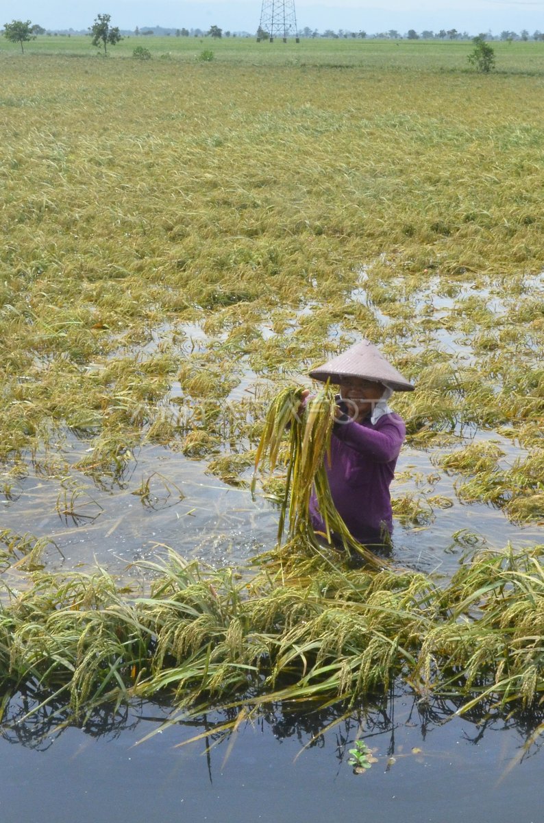 TANAMAN PADI GAGAL PANEN | ANTARA Foto
