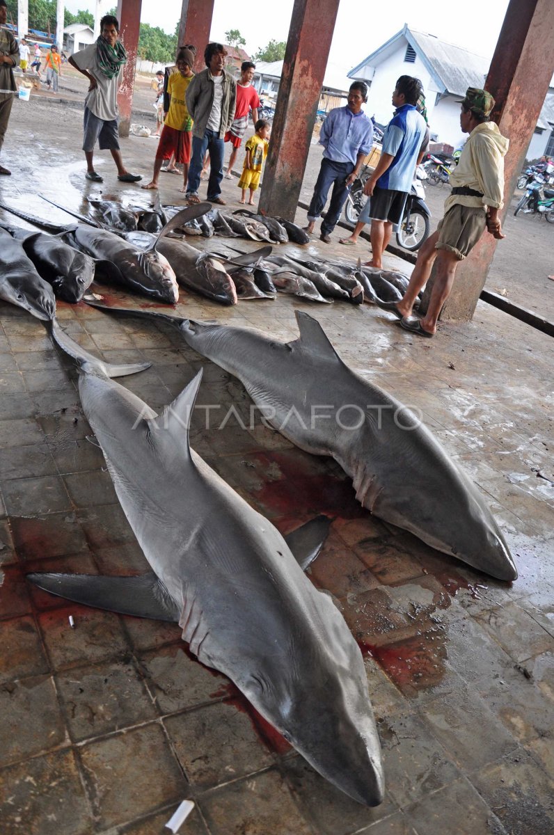 IKAN HIU | ANTARA Foto