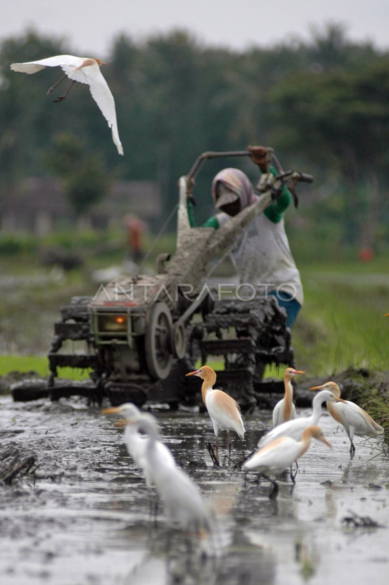 MIGRASI BURUNG KUNTUL | ANTARA Foto MIGRASI BURUNG KUNTUL | ANTARA Foto