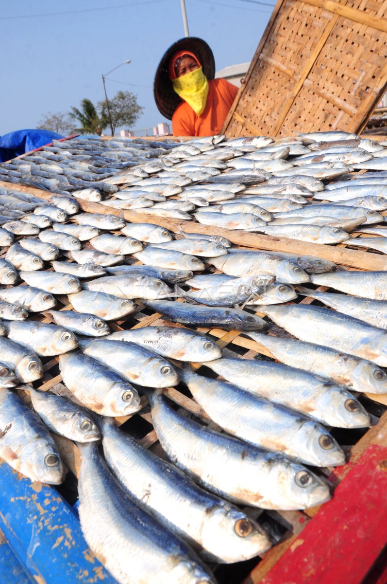 PRODUKSI IKAN ASIN MENINGKAT | ANTARA Foto