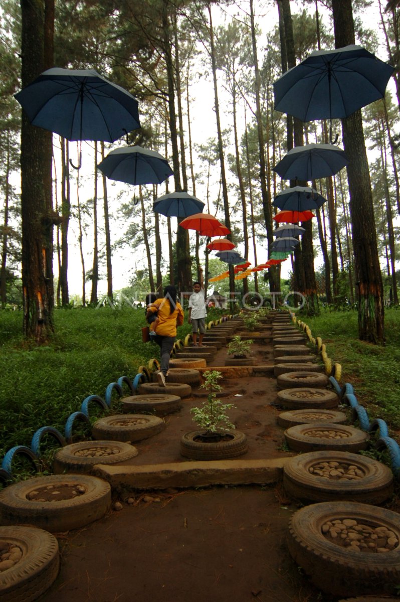 WISATA HUTAN PINUS | ANTARA Foto