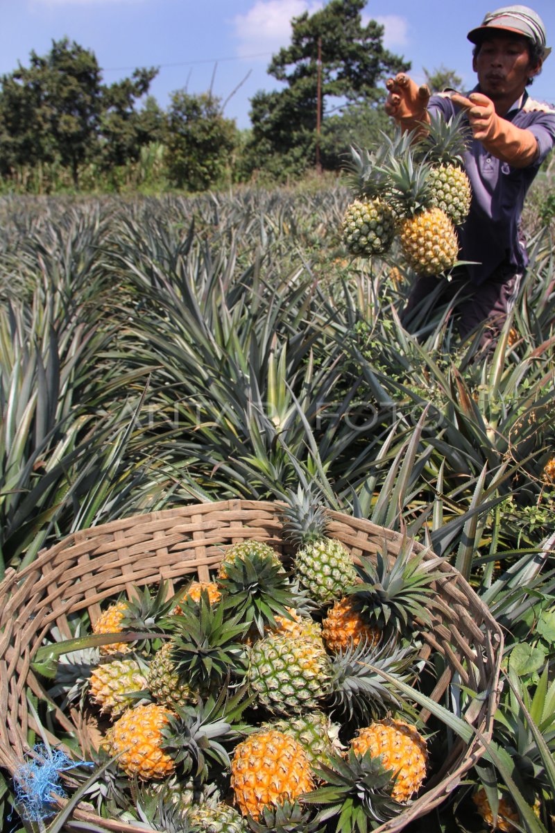 PANEN NANAS GUNUNG KELUD | ANTARA Foto
