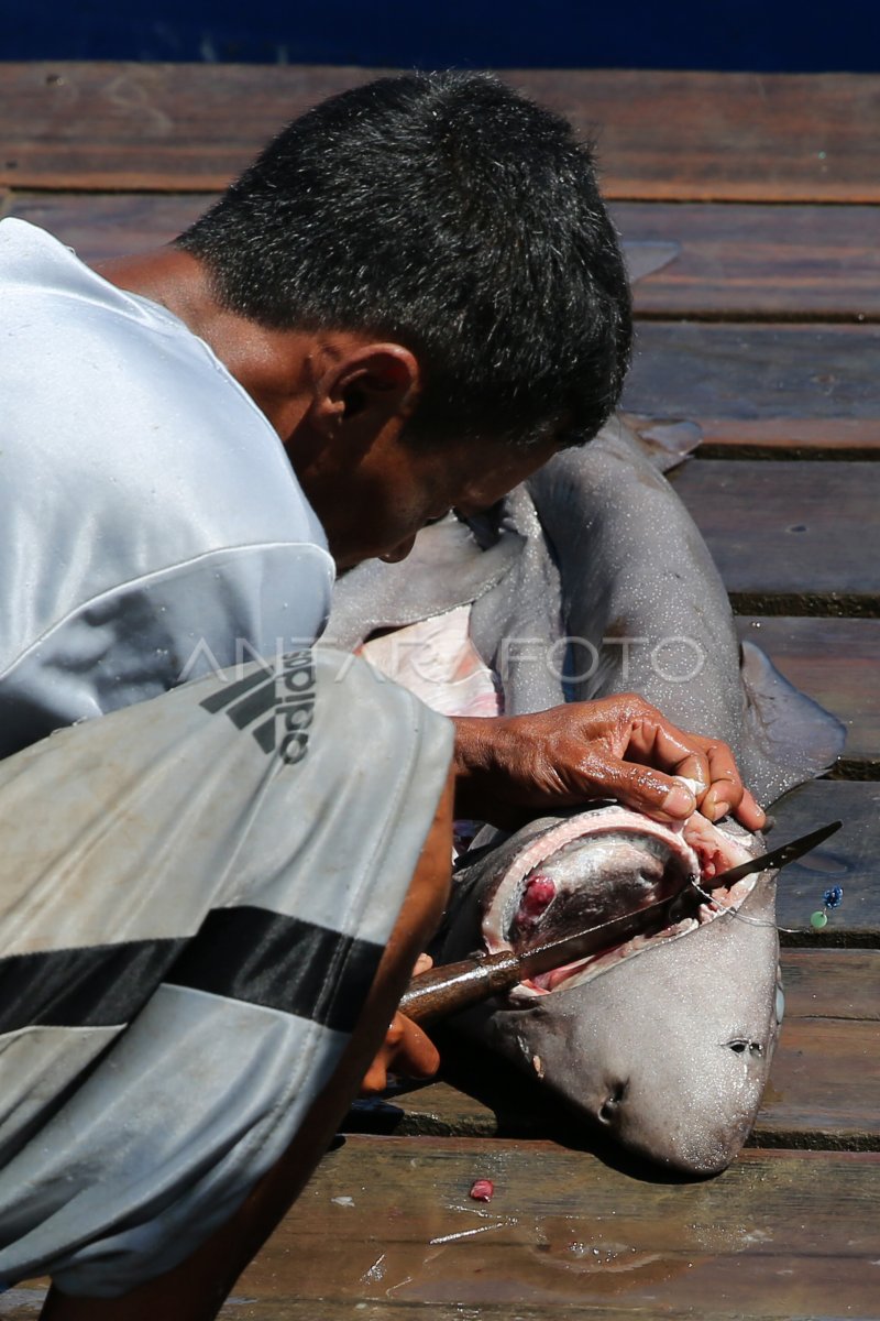 EKSPLOITASI IKAN HIU | ANTARA Foto