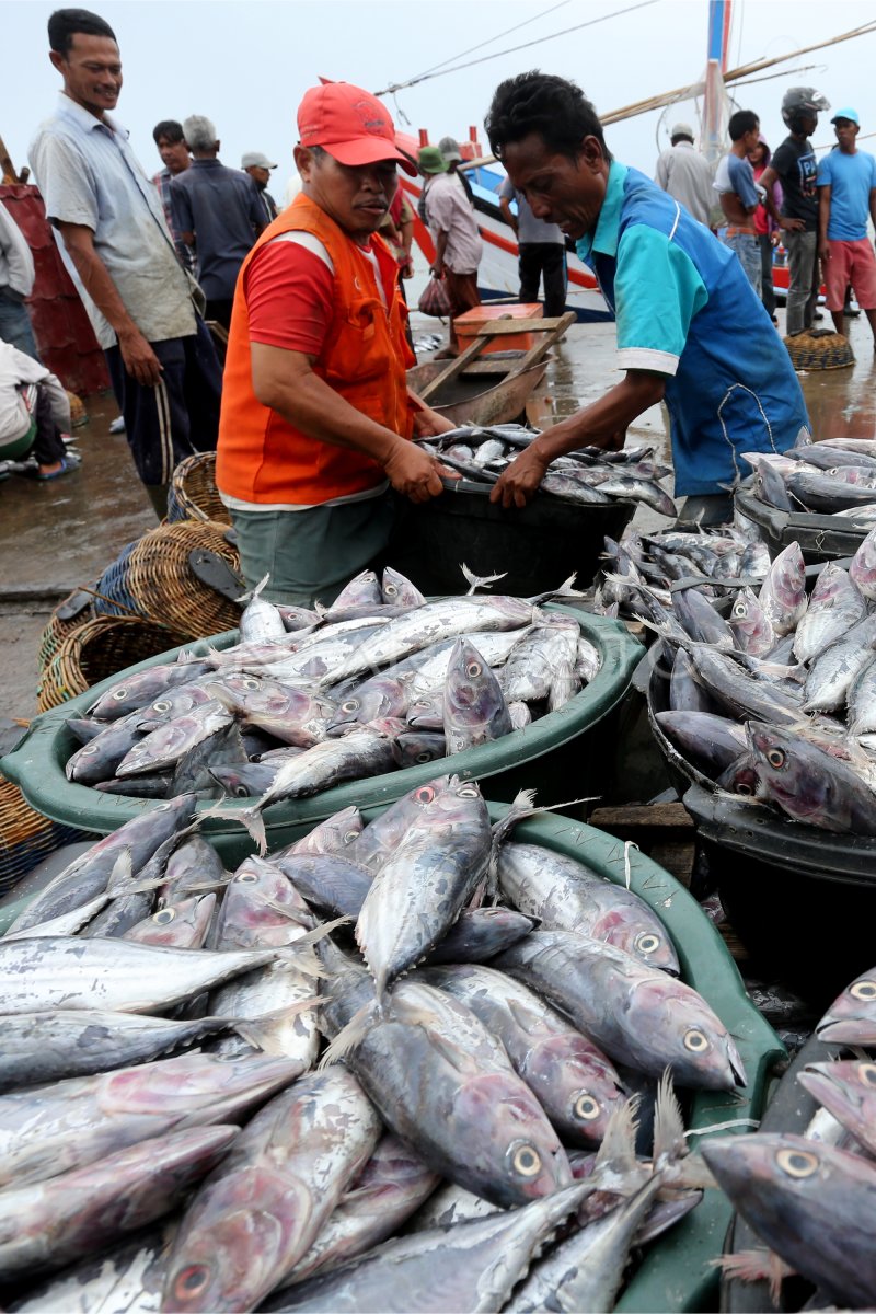 IKAN TANGKAPAN NELAYAN | ANTARA Foto IKAN TANGKAPAN NELAYAN | ANTARA Foto