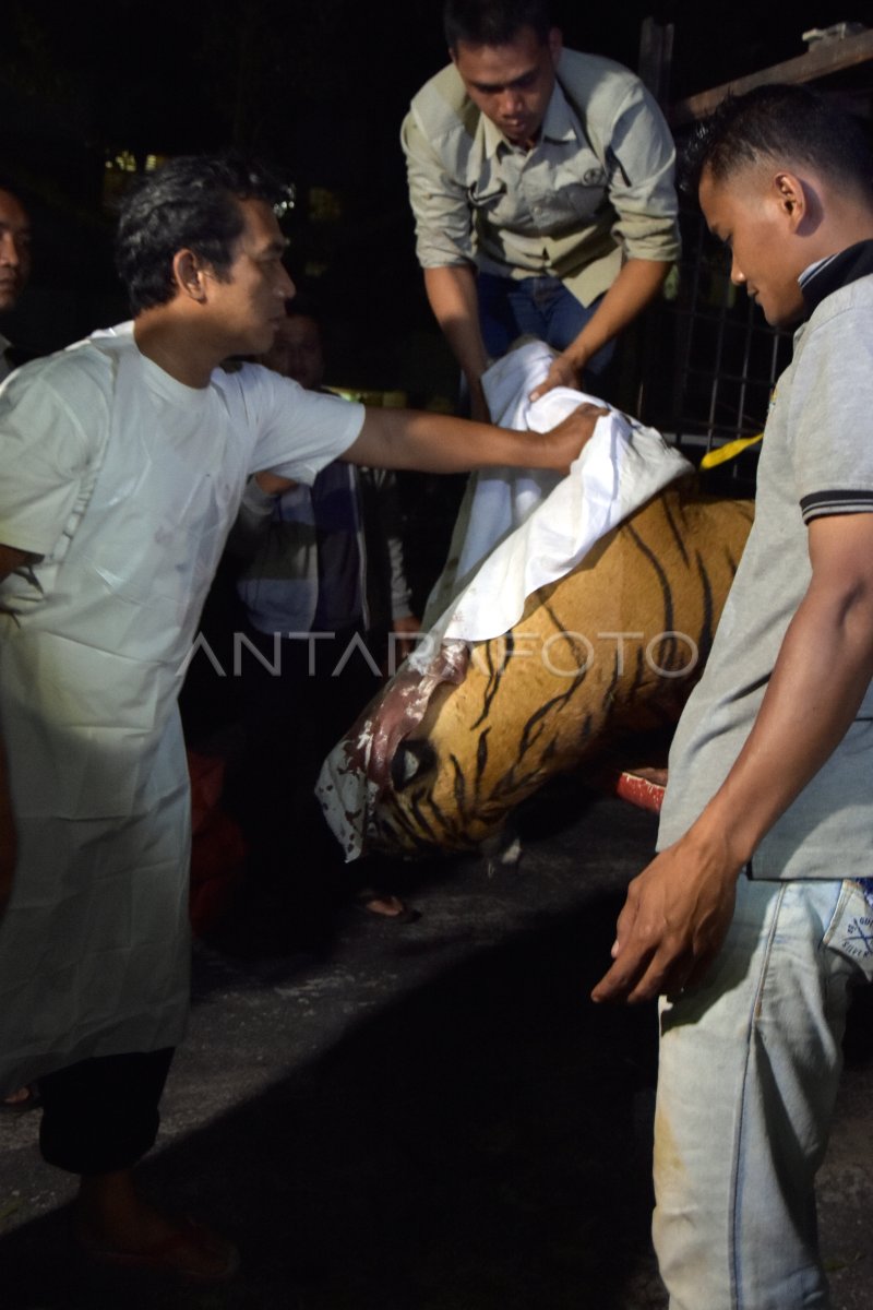 HARIMAU SUMATERA TEWAS TERJERAT | ANTARA Foto HARIMAU SUMATERA TEWAS TERJERAT | ANTARA Foto