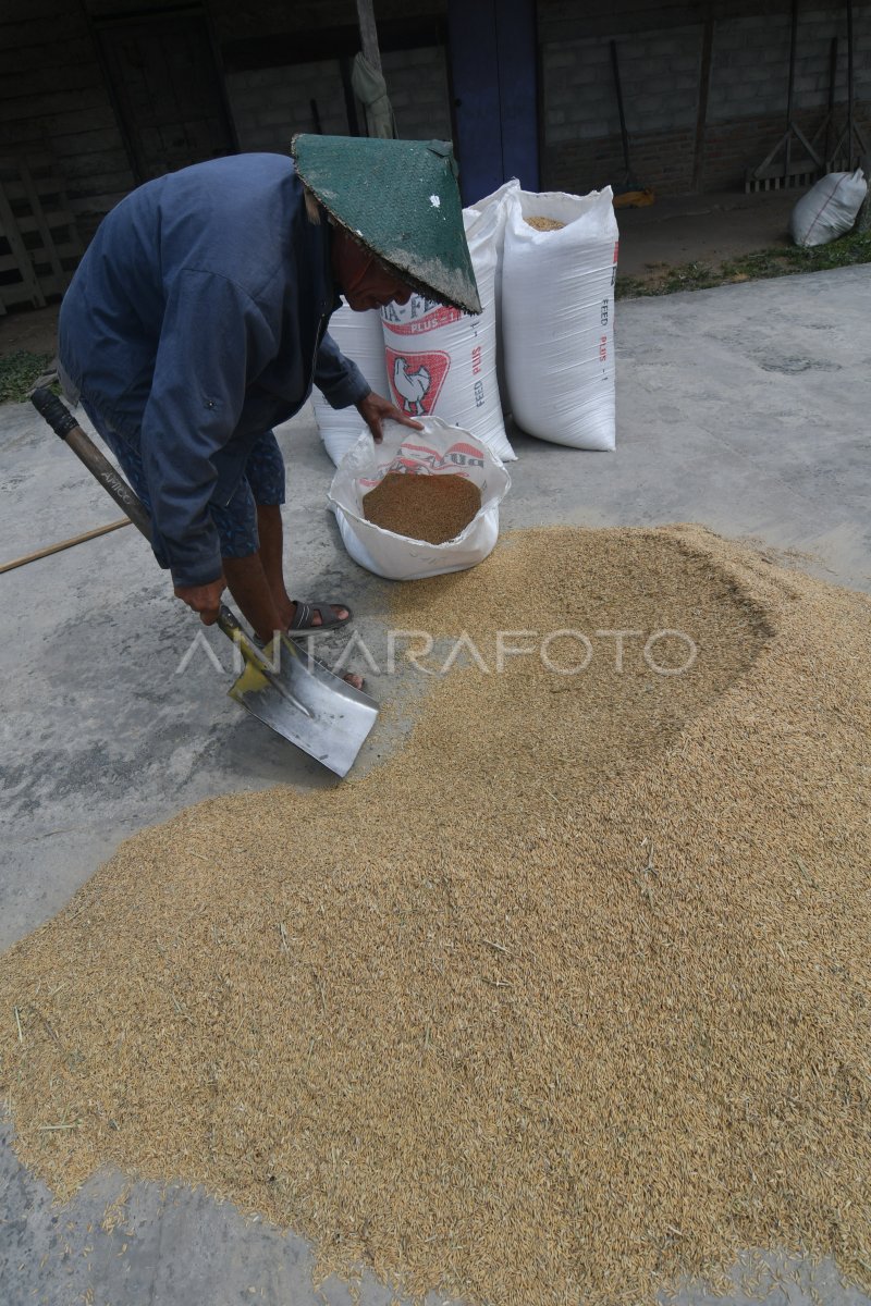 HASIL PANEN PADI MENINGKAT | ANTARA Foto