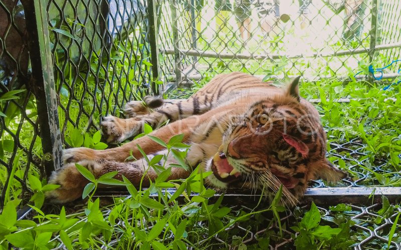 HARIMAU SUMATERA MASUK PERANGKAP DI ACEH SELATAN | ANTARA Foto HARIMAU SUMATERA MASUK PERANGKAP DI ACEH SELATAN | ANTARA Foto