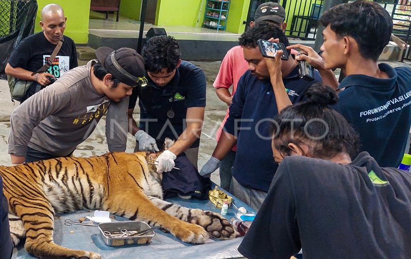 PEMERIKSAAN KESEHATAN HARIMAU SUMATRA YANG MASUK PERANGKAP | ANTARA Foto PEMERIKSAAN KESEHATAN HARIMAU SUMATRA YANG MASUK PERANGKAP | ANTARA Foto