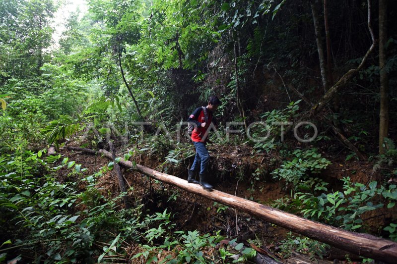MENJAGA BENTANG ALAM WEHEA | ANTARA Foto