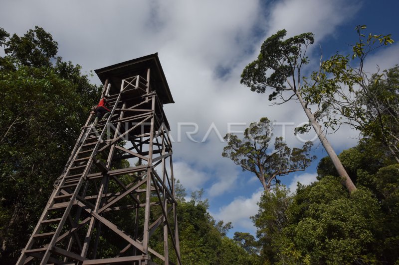 MENJAGA BENTANG ALAM WEHEA | ANTARA Foto