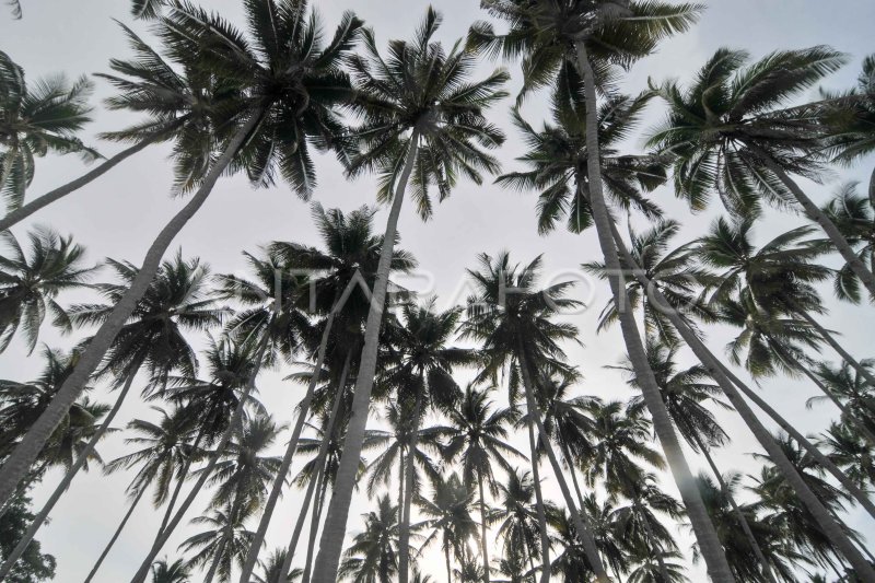 POTENSI WISATA BAHARI BANGGAI KEPULAUAN | ANTARA Foto