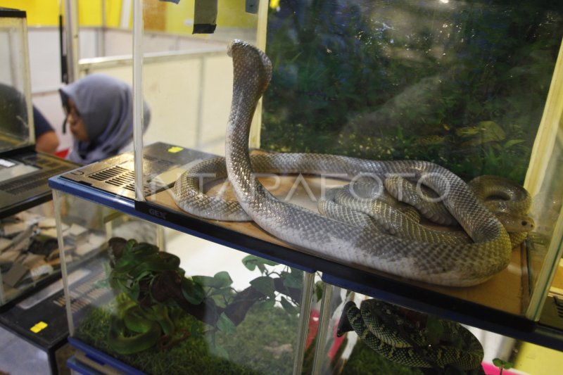 PAMERAN REPTIL PELIHARAAN | ANTARA Foto