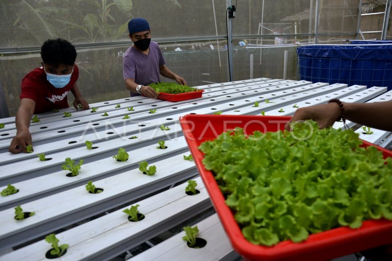 BUDI DAYA SAYURAN DENGAN SISTEM HIDROPONIK | ANTARA Foto