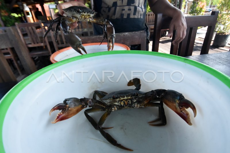 PRODUKSI KEPITING BAKAU | ANTARA Foto