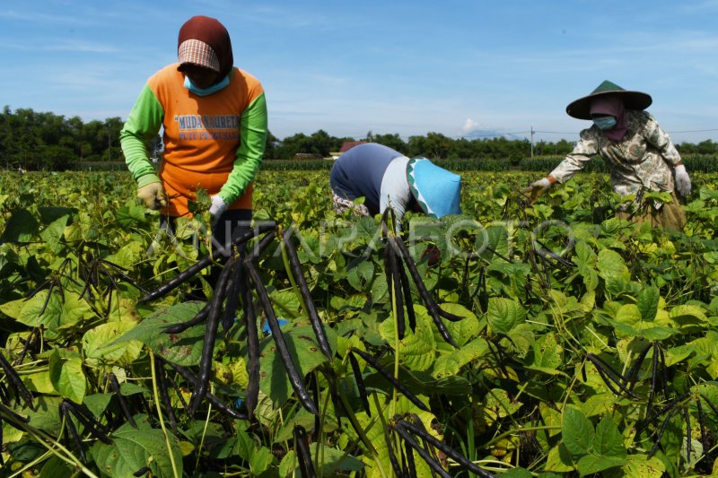 PANEN KACANG HIJAU DI MADIUN | ANTARA Foto