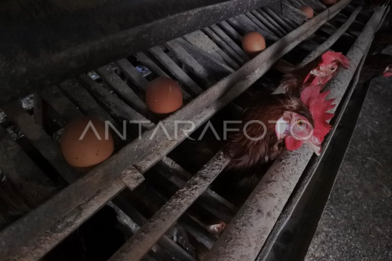 HARGA TELUR AYAM NAIK AKIBAT HARGA PAKAN MELONJAK | ANTARA Foto HARGA TELUR AYAM NAIK AKIBAT HARGA PAKAN MELONJAK | ANTARA Foto