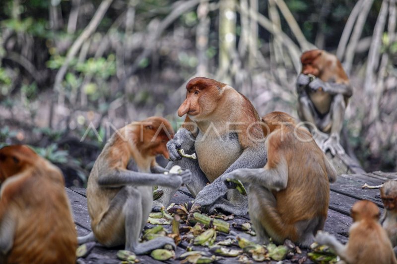 Daya tarik wisata di Kawasan Konservasi Mangrove dan Bekantan | ANTARA Foto