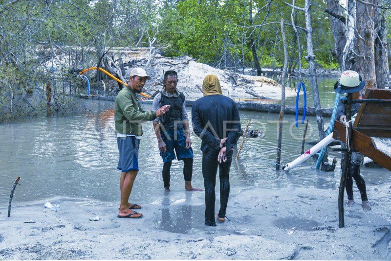 Yudi Senga, sang penjaga mangrove Belitung Timur | ANTARA Foto