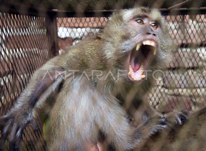 KERA LIAR MASUK PEMUKIMAN WARGA | ANTARA Foto KERA LIAR MASUK PEMUKIMAN WARGA | ANTARA Foto