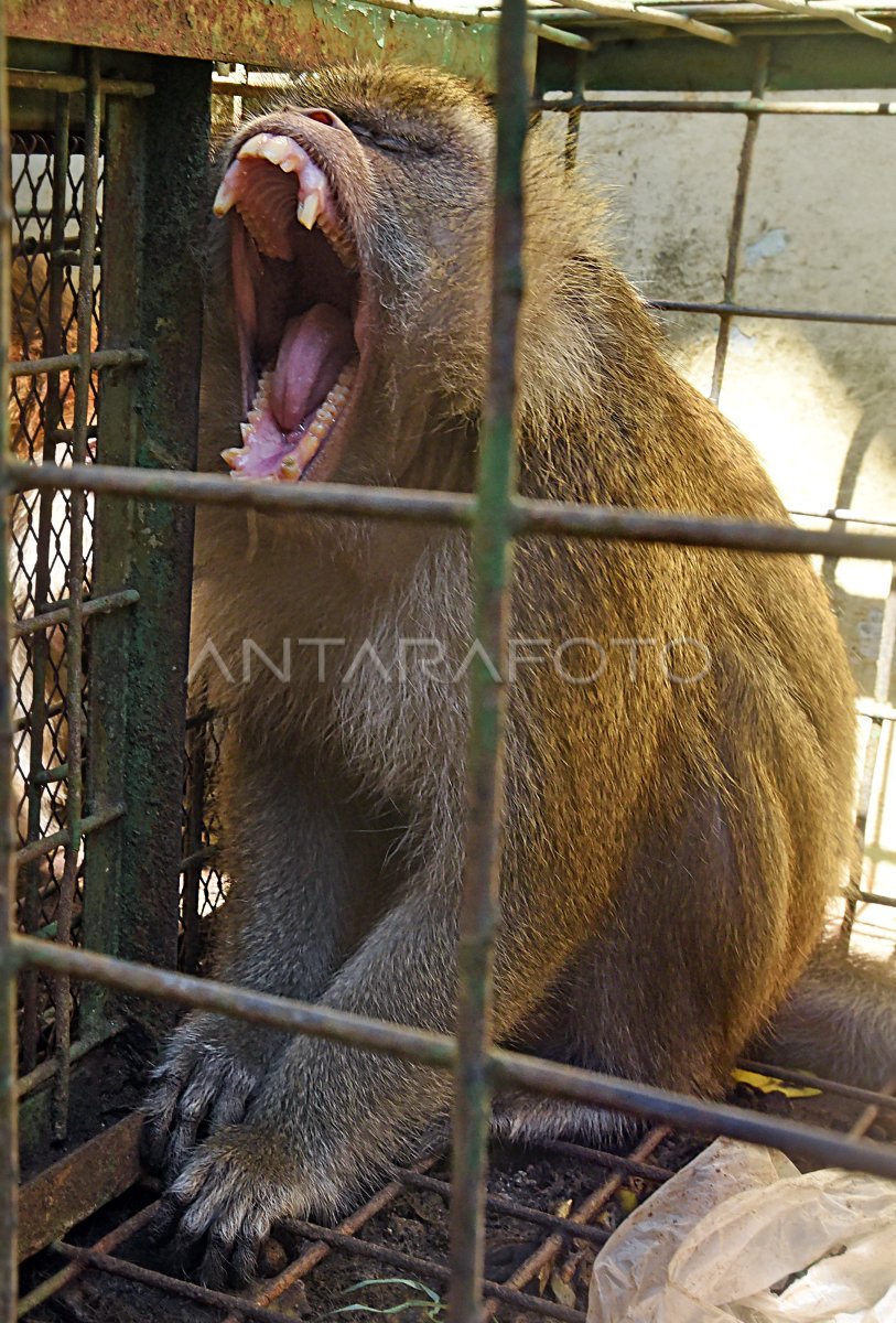 PENANGKAPAN KERA LIAR MASUK KAMPUNG | ANTARA Foto PENANGKAPAN KERA LIAR MASUK KAMPUNG | ANTARA Foto