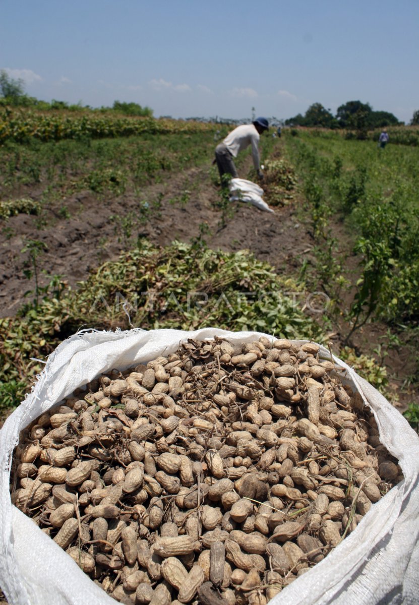 HARGA KACANG TANAH TURUN | ANTARA Foto HARGA KACANG TANAH TURUN | ANTARA Foto